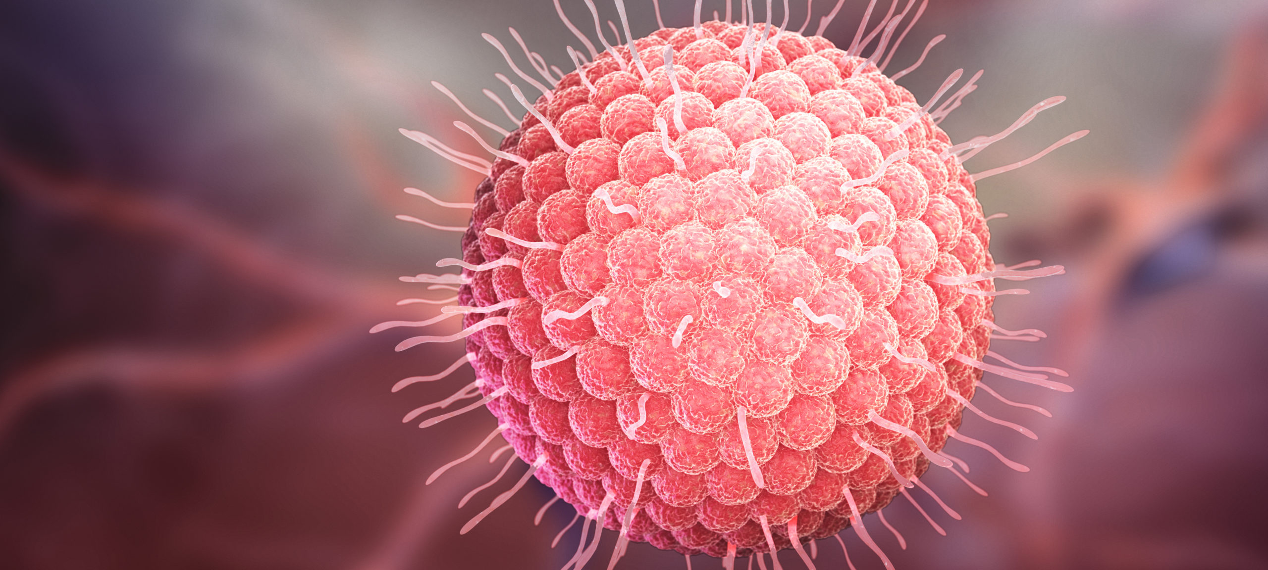 New image analysis method for time-lapse microscopy shows how giant ...